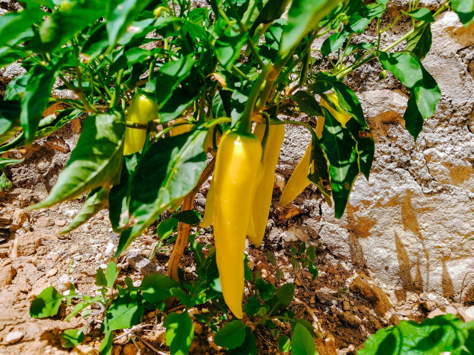 Aji Amarillo: All You NEED To Know About This Chili Pepper | Cooked Best