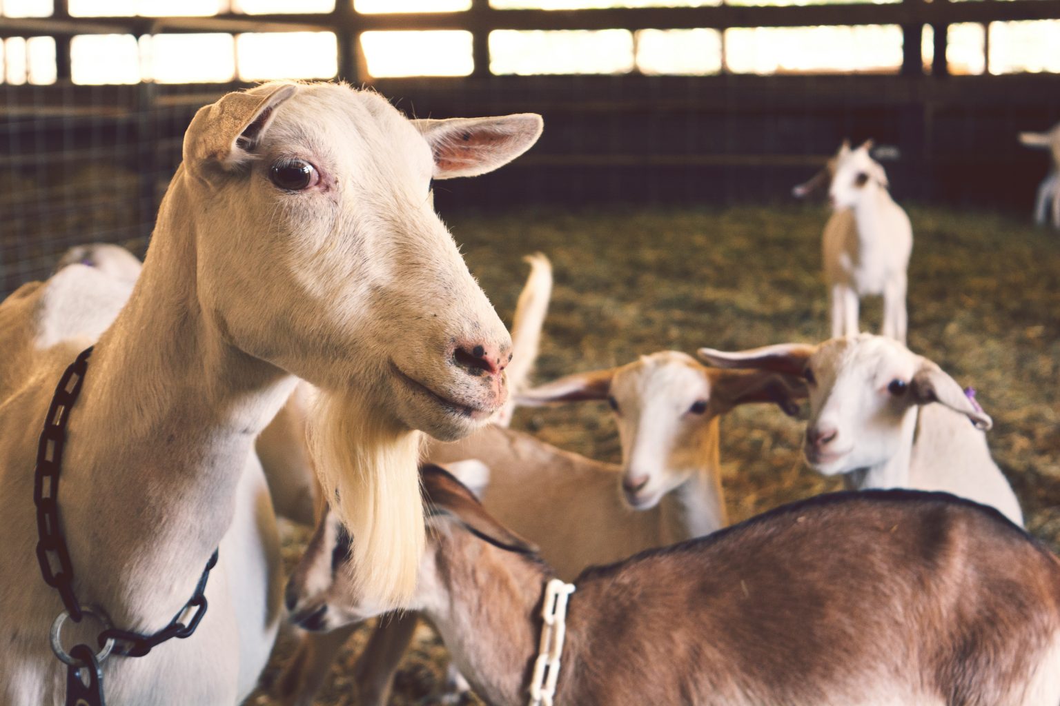 9 Benefits Of Goat Meat | Cooked Best